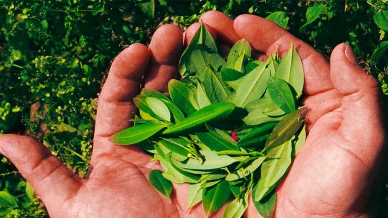 ¿Cuál es la planta sagrada más famosa del Perú?