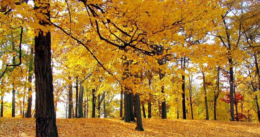 ¿Por qué los árboles pierden sus hojas en otoño? ¿Por qué los árboles pierden sus hojas en otoño?