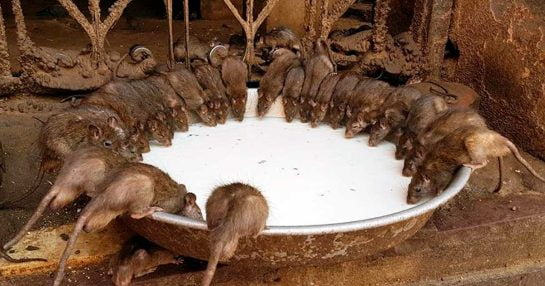 Por qué las ratas son sagradas en la India