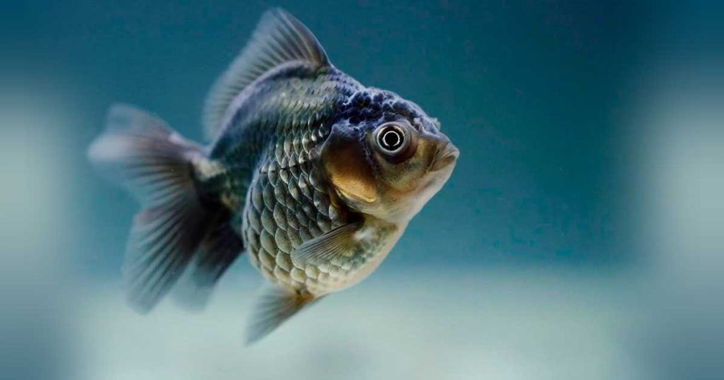¿Cómo respiran los peces bajo el agua?
