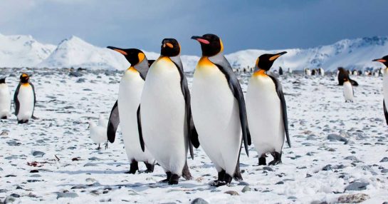 Cómo sobreviven los pingüinos al frío polar: las adaptaciones de estas ...
