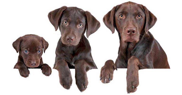 Cómo se calcula la edad de los perros, un dato clave para cuidar su ...